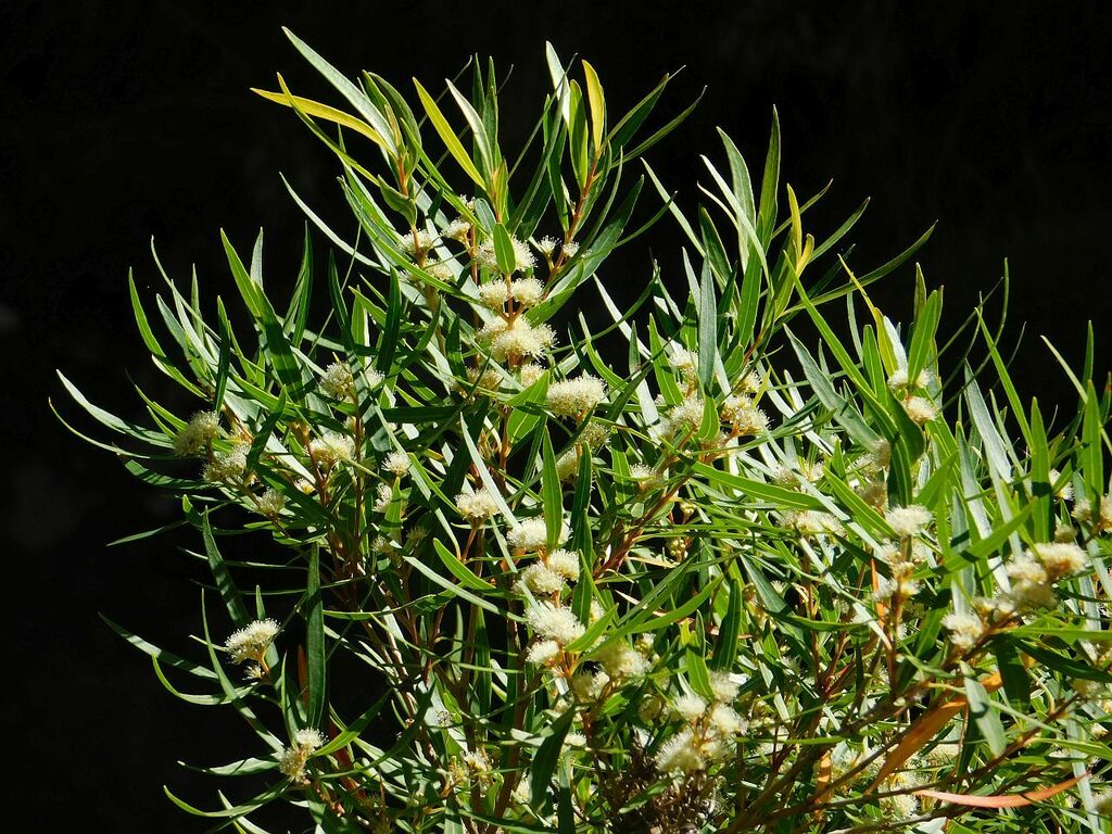 Cape lance-leaf from Wolfkloof Greyton, 7233, South Africa on January 2 ...