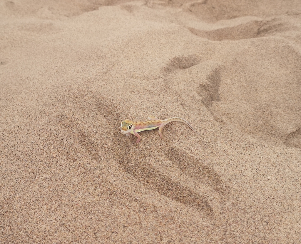 Namib Sand Gecko from Erongo, Namibia on January 2, 2025 at 05:17 PM by ...