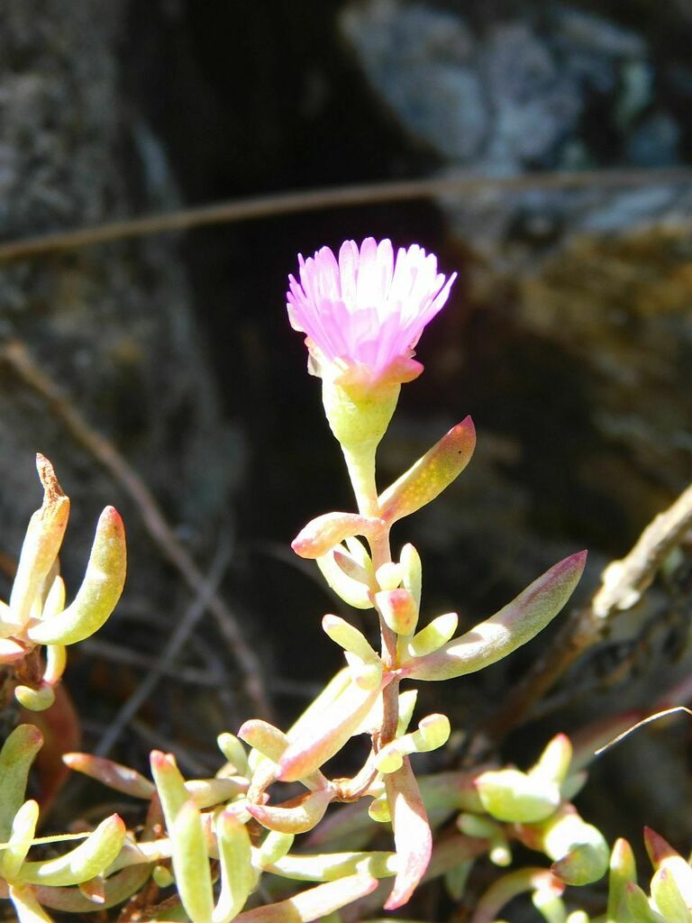 Sickle Brightfig from Wolfkloof Greyton, 7233, South Africa on January ...