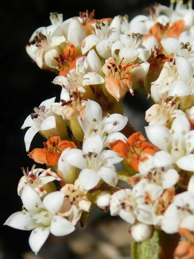 Fringe Stonecrop from Wolfkloof Greyton, 7233, South Africa on January ...