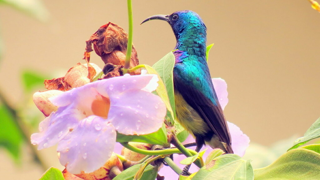 Variable Sunbird from Lavington, Nairobi, Kenya on April 15, 2013 at 11 ...