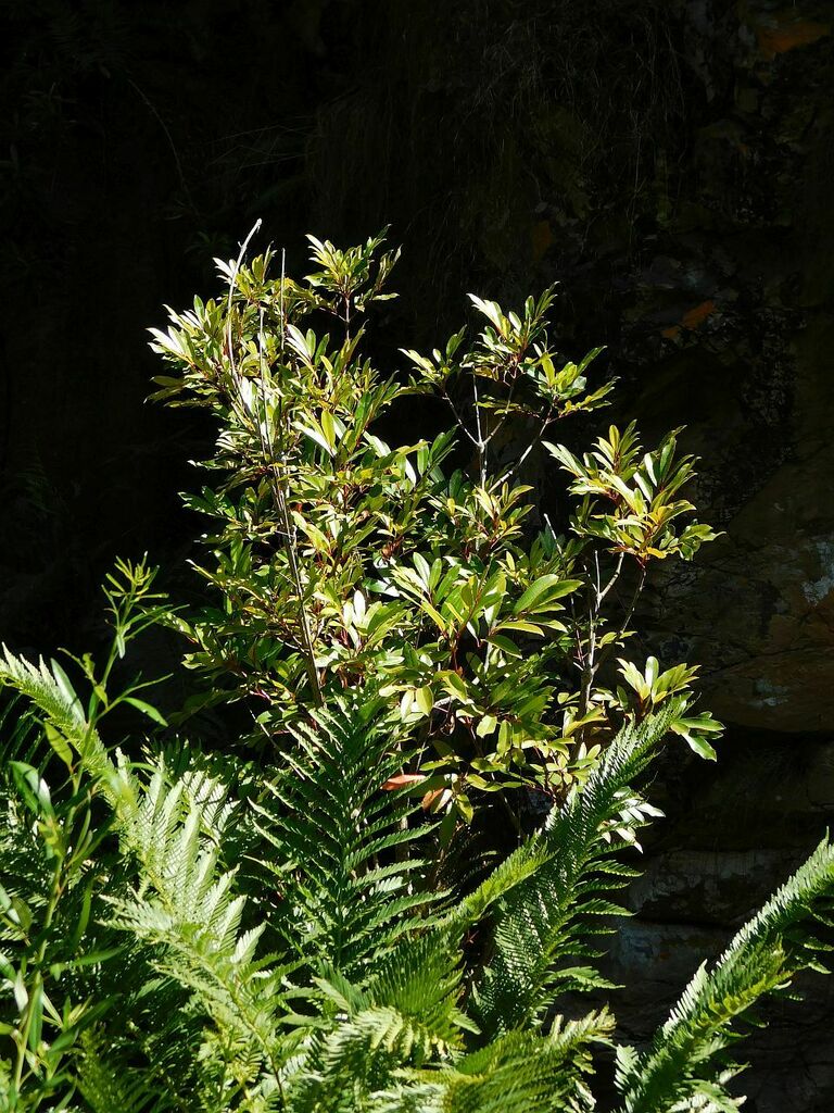 butterspoon tree from Wolfkloof Greyton, 7233, South Africa on January ...