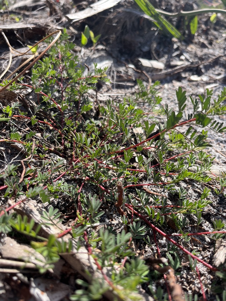Tampa prairie clover in January 2025 by naturedom12 · iNaturalist