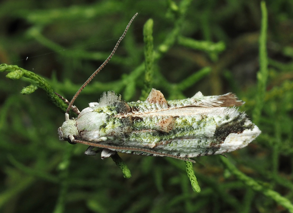Lysiphragma mixochlora from Oropi 3173, New Zealand on January 02, 2025 ...