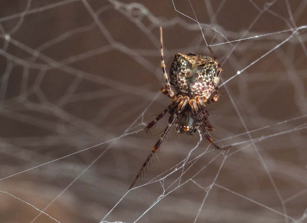 Australomimetus sennio from Oropi 3173, New Zealand on January 2, 2025 ...