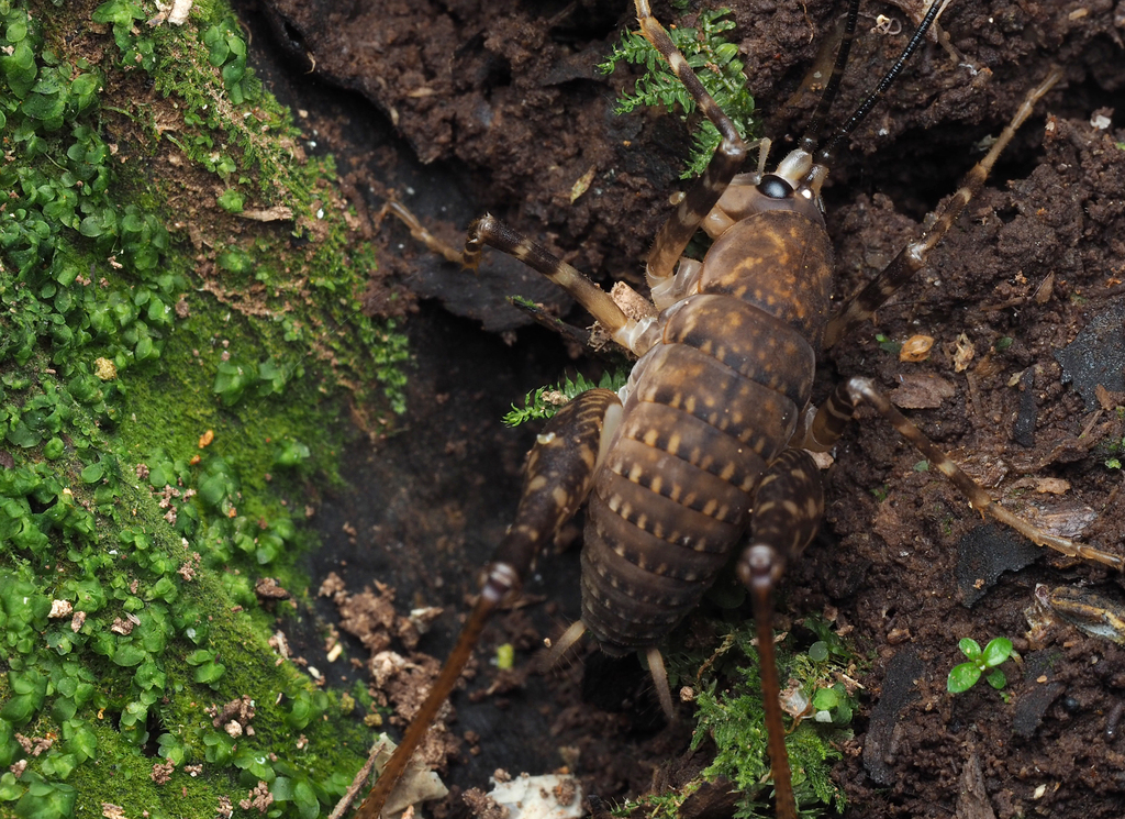 Macropathini from Oropi 3173, New Zealand on January 02, 2025 at 07:59 ...