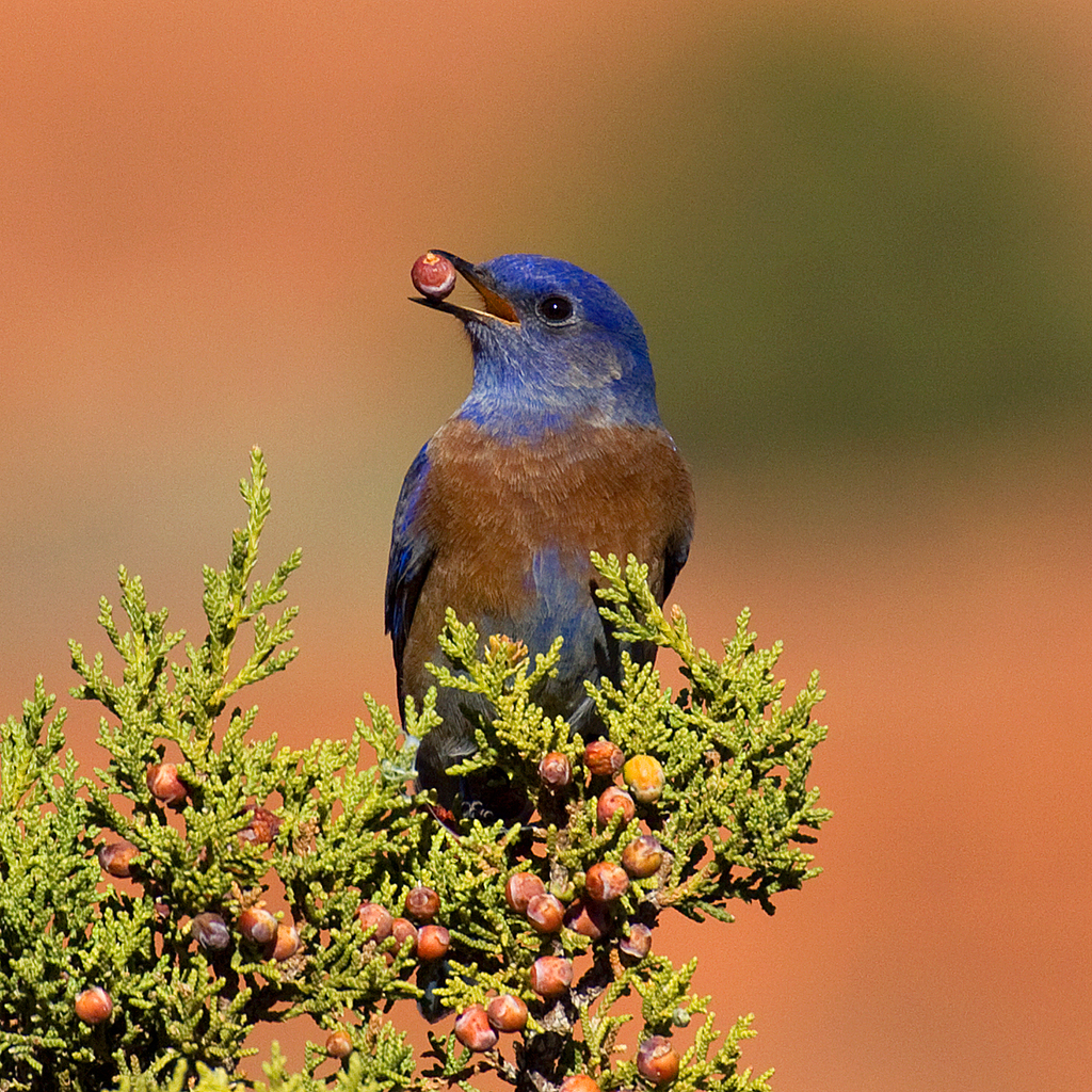 Western Bluebird from Bell Rock Trail, Sedona, AZ, USA on November 24 ...