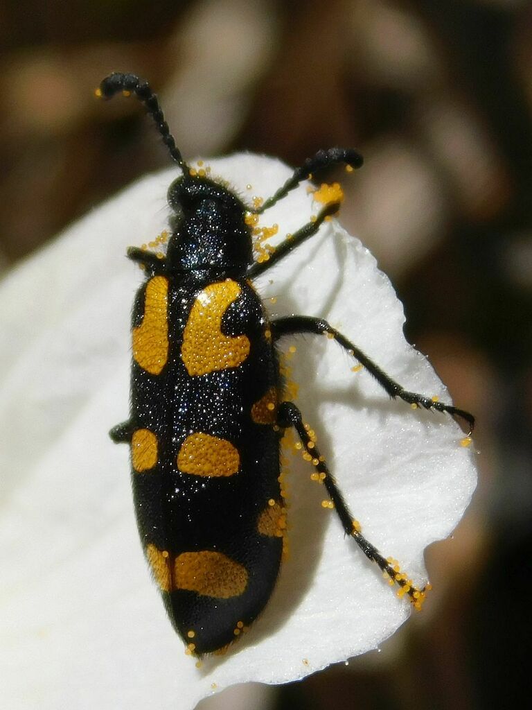 Spotted Blisterbeetle from Wolfkloof Greyton, 7233, South Africa on ...