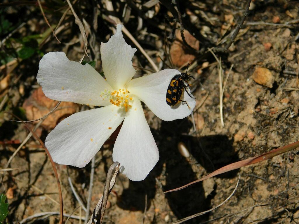 Bladderweed from Wolfkloof Greyton, 7233, South Africa on January 2 ...
