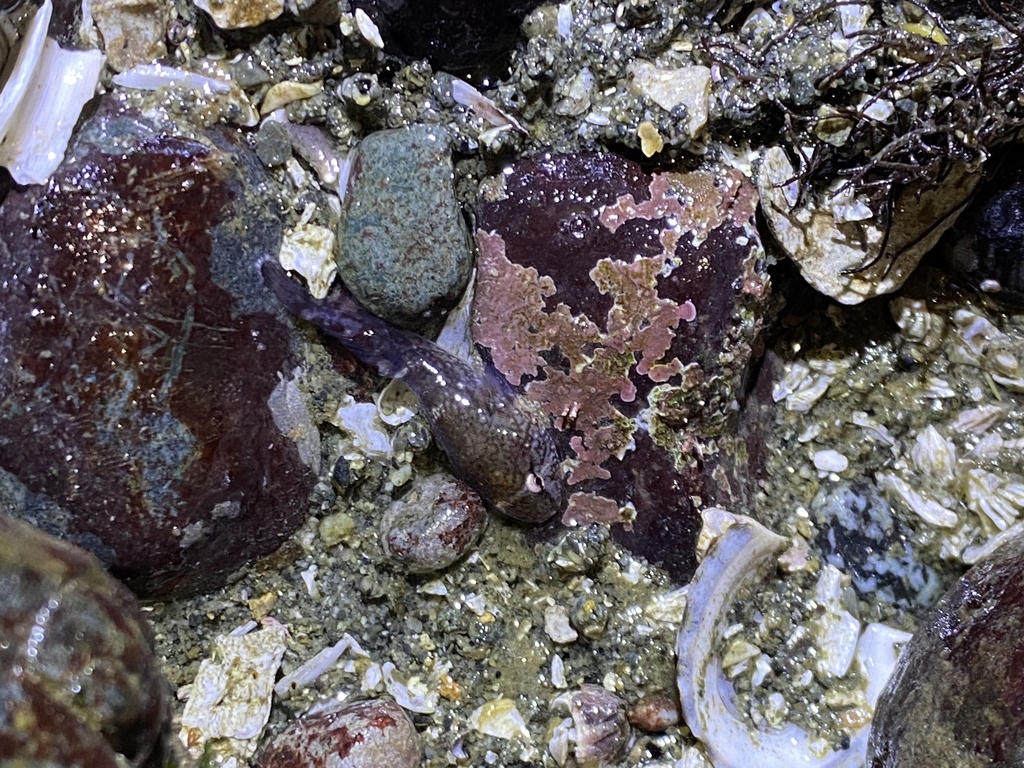 Northern Clingfish from Juan de Fuca Strait, Capital, BC, CA on January ...