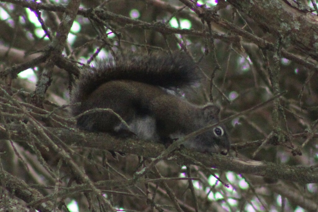 Columbia Red Squirrel from Wallowa County, OR, USA on December 27, 2024 ...