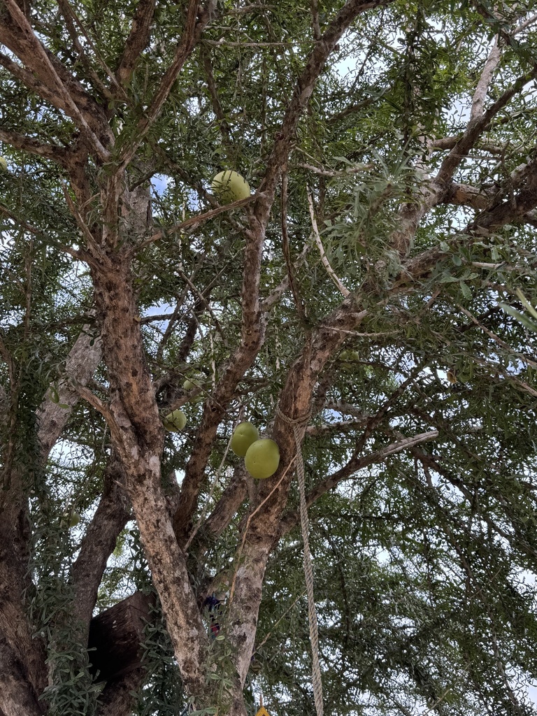Winged Calabash from Carretera Mazatlán-Tepic, Acaponeta, Nay., MX on ...