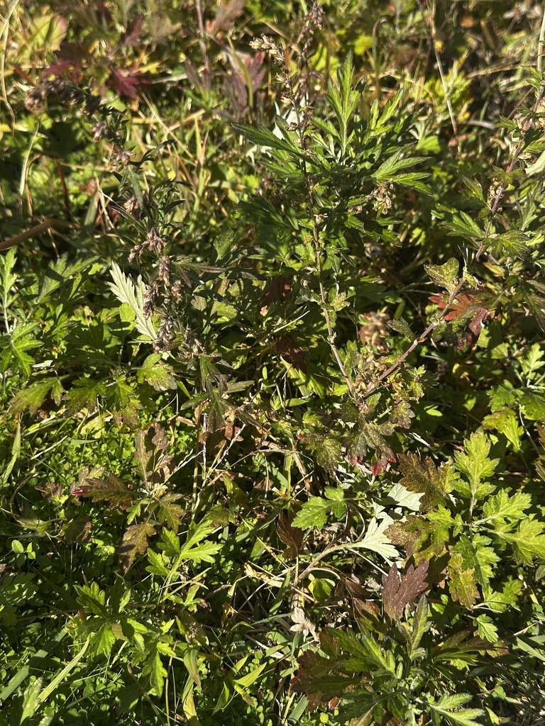 Japanese Mugwort from 本州, 甲賀市, 滋賀県, JP on December 1, 2024 at 12:08 PM ...