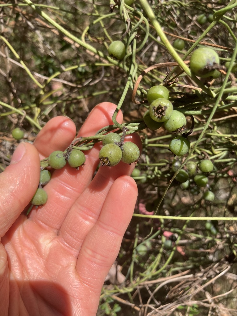 Coarse Dodder-laurel from Collier Ward, Wantirna, VIC, AU on January 2 ...