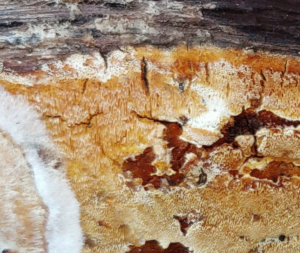 Poriella subacida from Mountain Park, GA, USA on January 2, 2025 at 02: ...