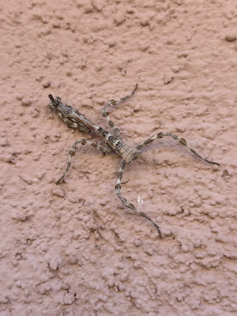 Arizona Unicorn Mantis from Tucson, AZ, US on January 2, 2025 at 01:16 ...