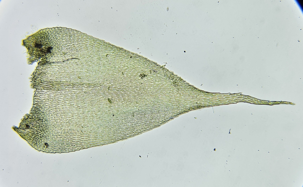 Mouse-tail Moss (Pseudisothecium myosuroides) - Botanical Realm