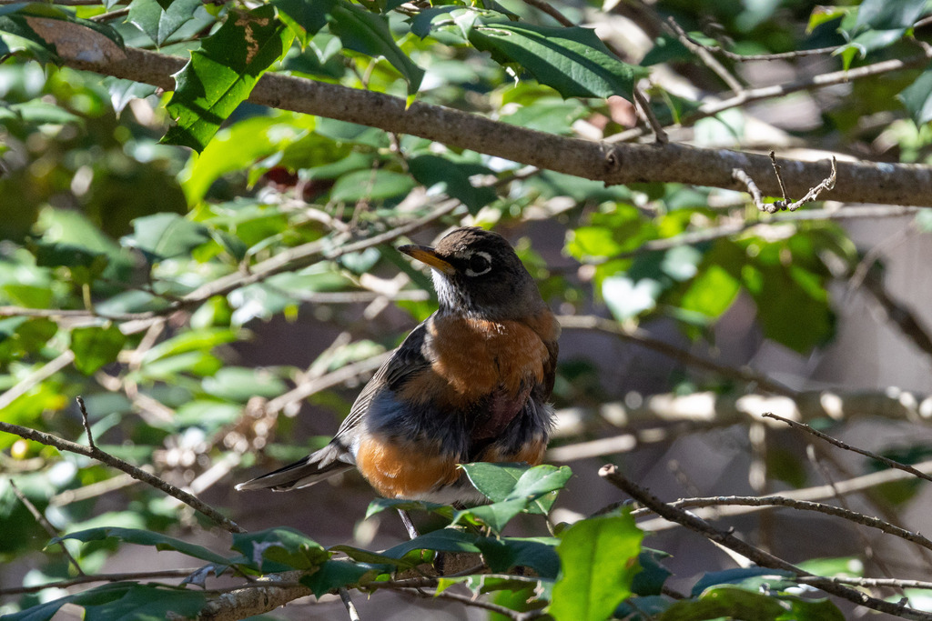 American Robin from First run bridge, Bladen County, NC, USA on January ...