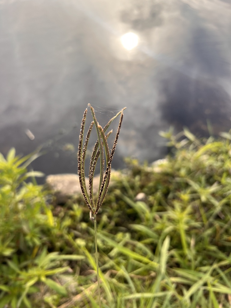 Pinewoods Fingergrass from Sebring, FL, US on January 2, 2025 at 03:42 ...