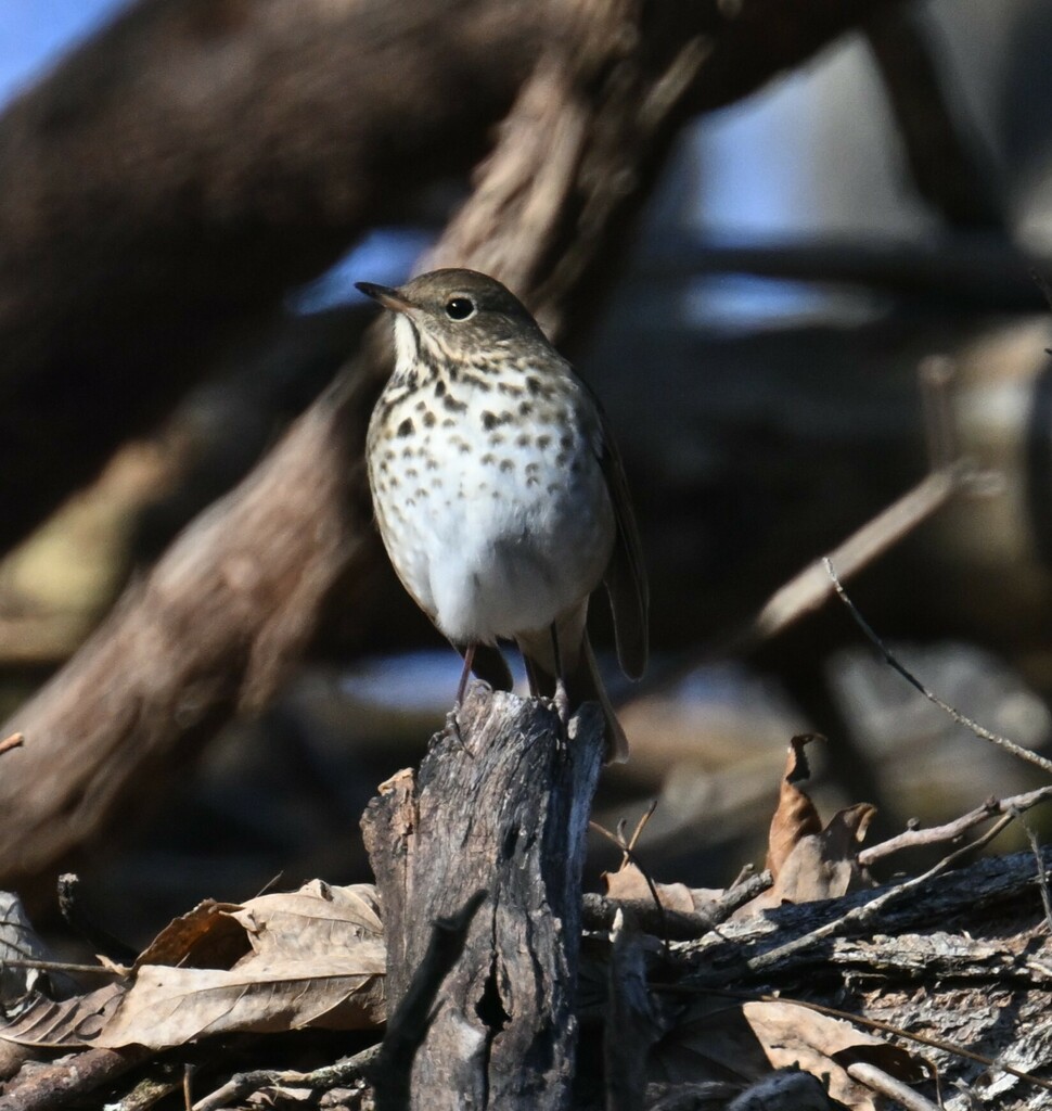 Hermit Thrush from 360 TN-370, Luttrell, TN 37779, USA on January 2 ...