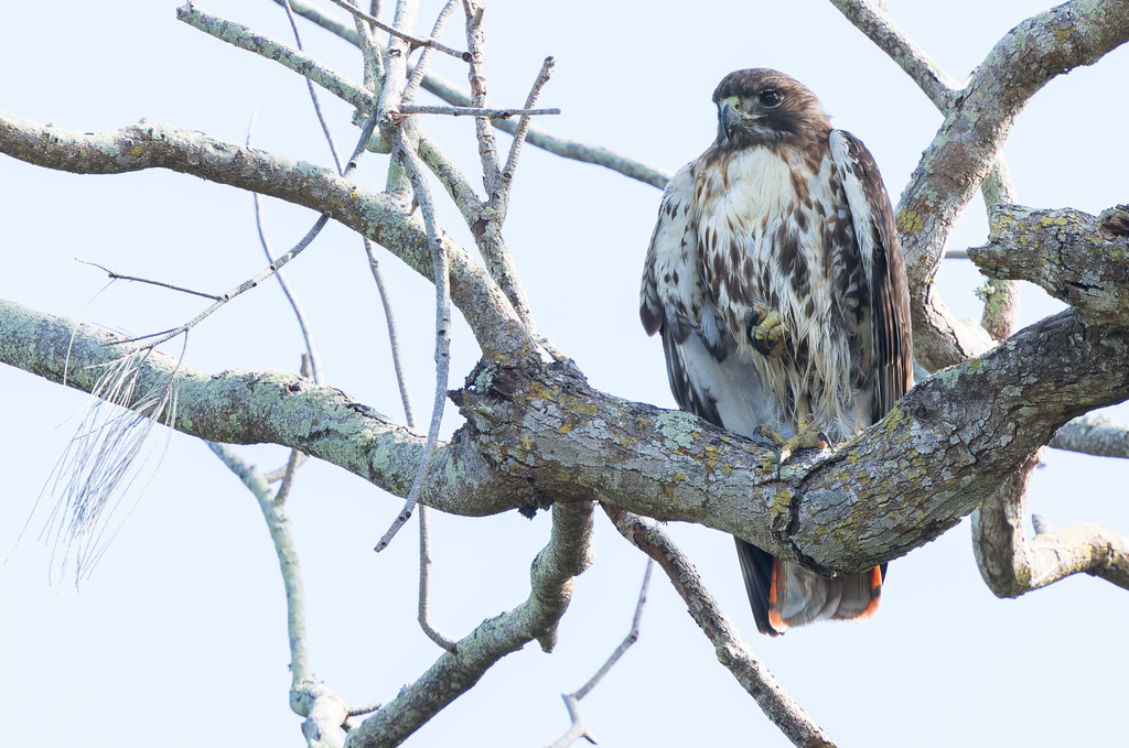 Red-tailed Hawk from Brevard County, FL, USA on December 28, 2024 at 12 ...
