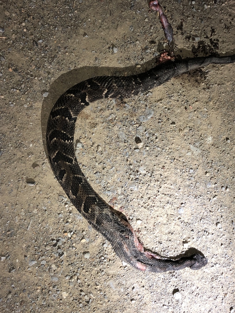Timber Rattlesnake in July 2019 by Bill Chambers. Dead · iNaturalist