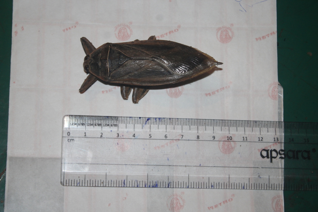 Asian Giant Water Bug from Kadumane Estate on October 04, 2016 by ...