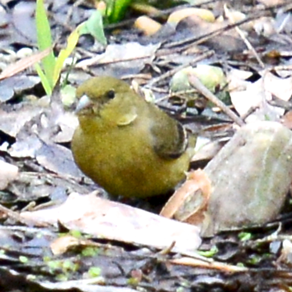 Lesser Goldfinch from Medina River Natural Area on January 2, 2025 at ...