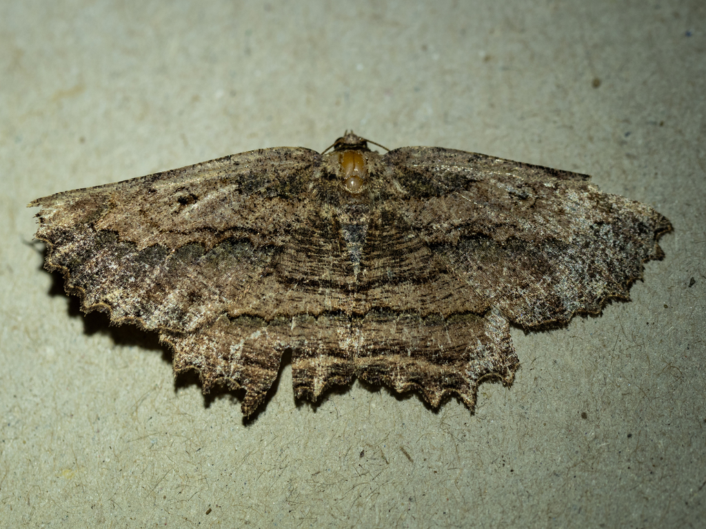 Lesser brown evening moth from Ngāruawāhia, New Zealand on January 1 ...