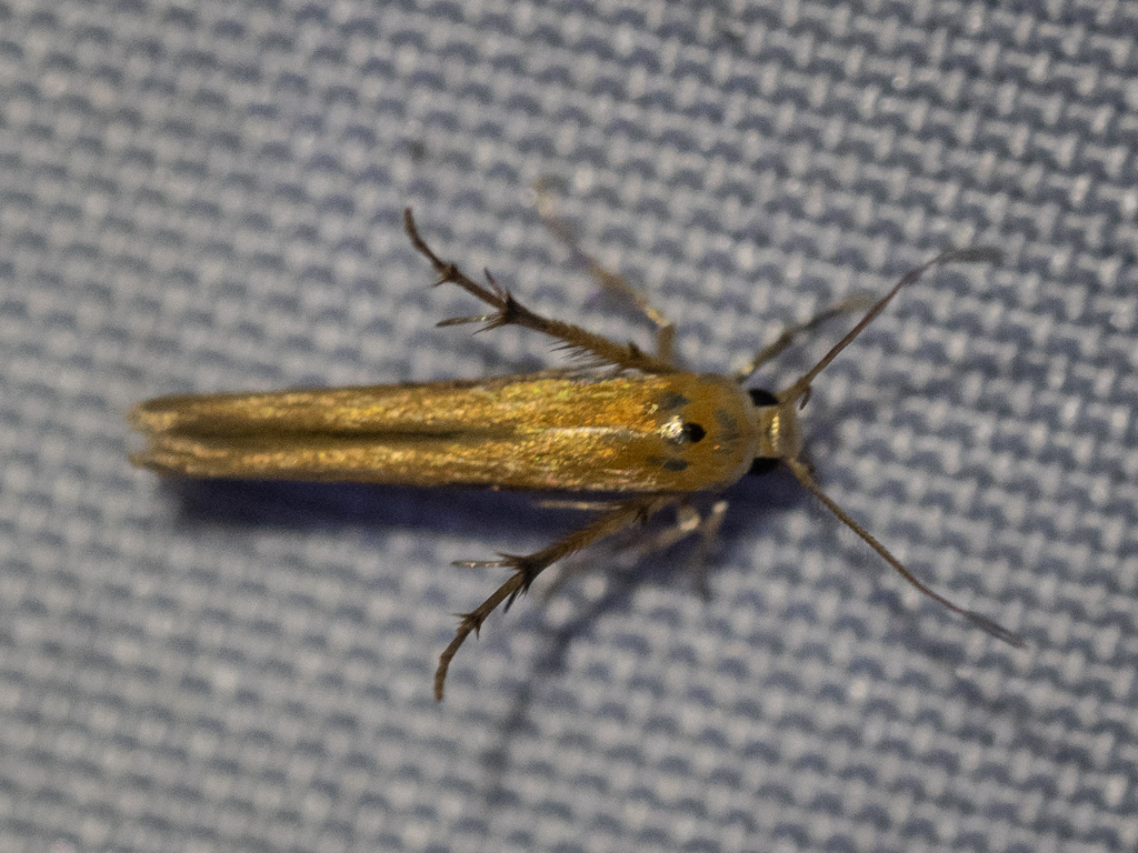 Yellow Featherfoot from Ngāruawāhia, New Zealand on January 01, 2025 at ...