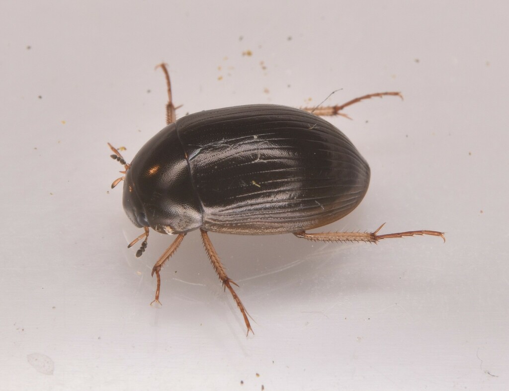 Hydrobius fuscipes from Ålholm, Valby, Danmark on July 29, 2024 at 12: ...