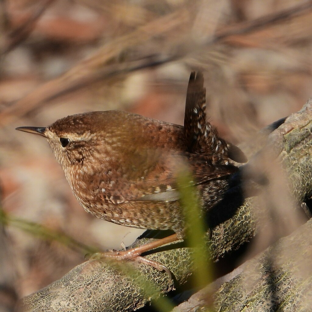 Winter Wren from Wheeler National Wildlife Refuge Visitor Center, 3121 ...