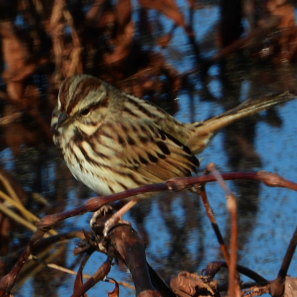 Song Sparrow from Wheeler National Wildlife Refuge Visitor Center, 3121 ...