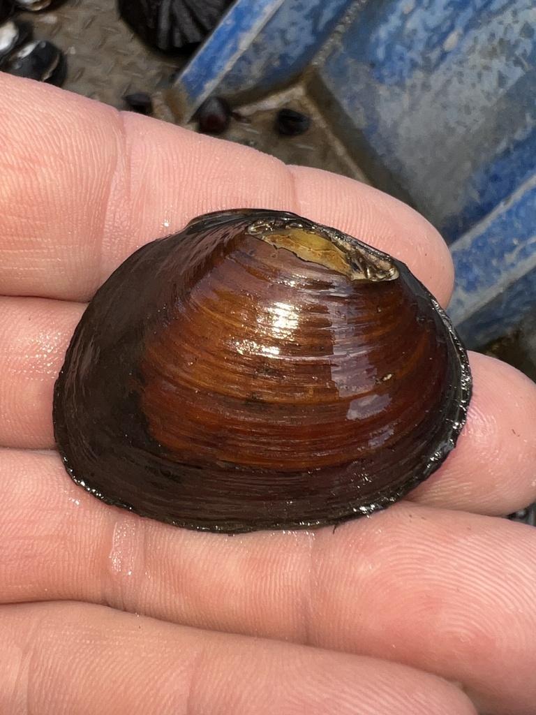 Purple Pigtoe from Conecuh River, River Falls, AL, US on July 31, 2024 ...