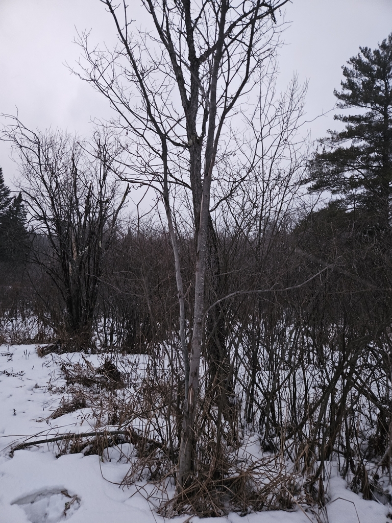 common acronychia from Essex County, US-VT, US on January 2, 2025 at 04 ...
