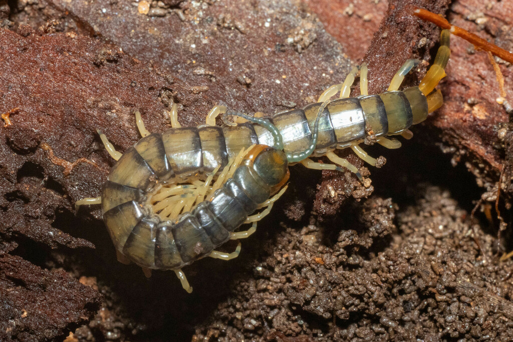 Eastern Bark Centipede from Glennwood Estates, Decatur, GA 30030, USA ...