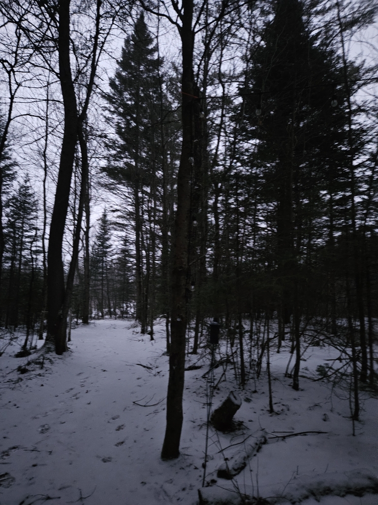 red maple from Essex County, US-VT, US on January 02, 2025 at 04:46 PM ...