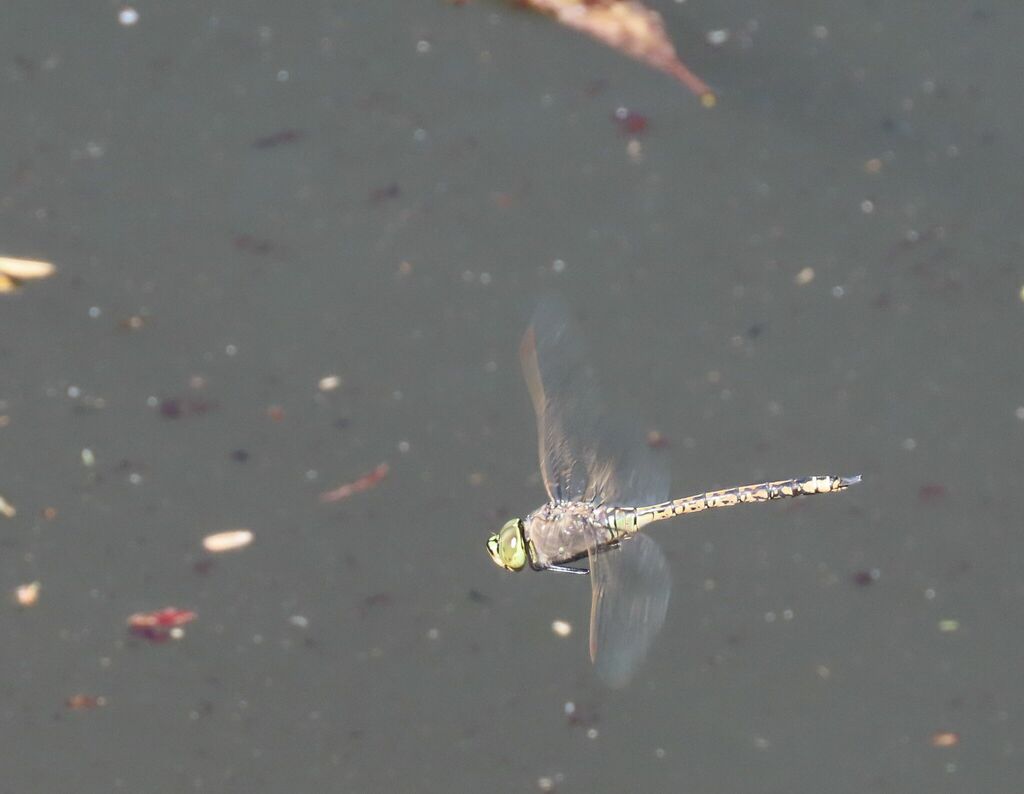 Australian Emperor from Central Coast NSW, Australia on September 5 ...