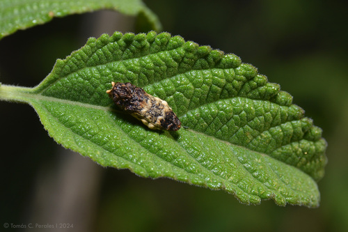 Amorphosternoides vianai · iNaturalist Amorphosternoides vianai · iNaturalist