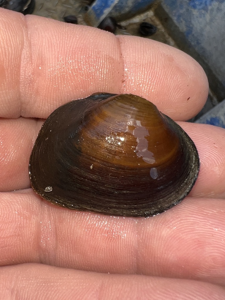 Purple Pigtoe from Conecuh River, River Falls, AL, US on July 31, 2024 ...