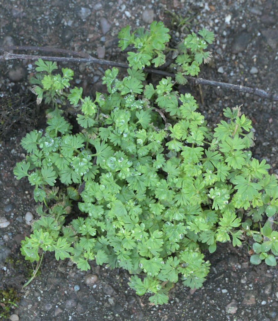 Field Parsley Piert from Landkey, Barnstaple EX32, UK on 02 January ...