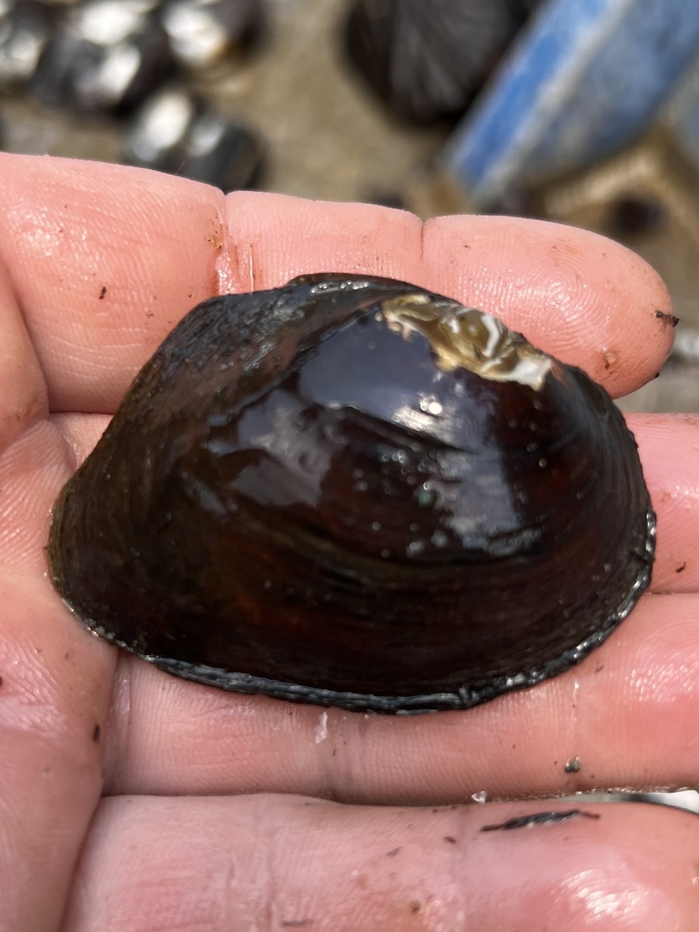 Narrow Pigtoe in July 2024 by Jesseholifield · iNaturalist