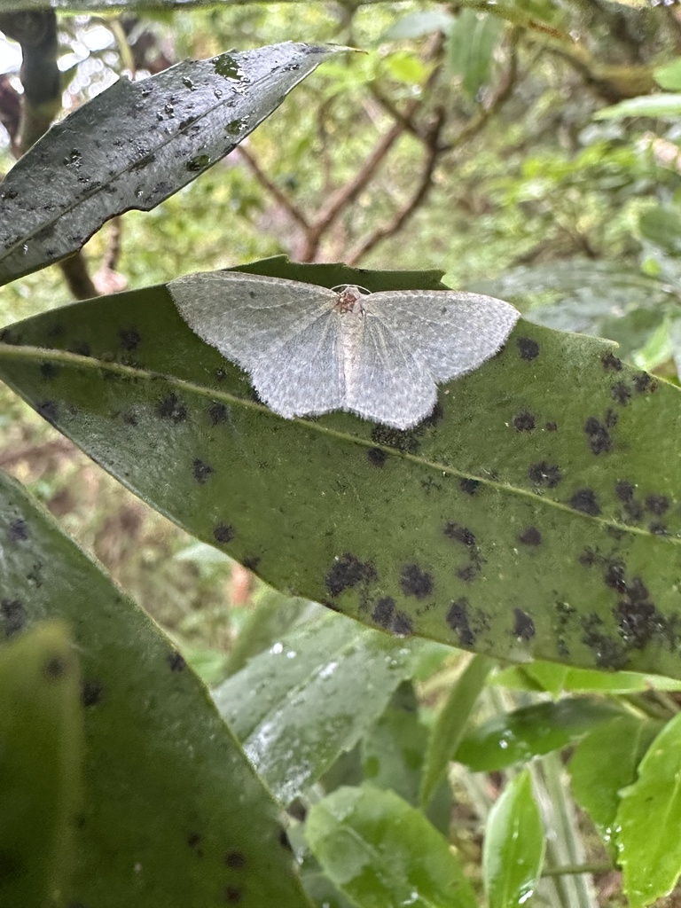 Native cranberry moth from Tongariro National Park, Tongariro National ...