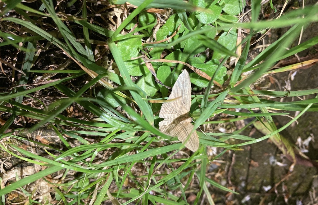 Cabbage tree moth from South Island / Te Waipounamu, Christchurch ...