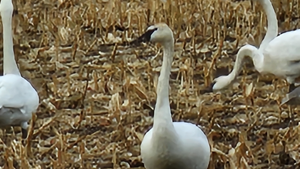 Trumpeter Swan from Preston, ID 83263, USA on January 02, 2025 at 03:33 ...