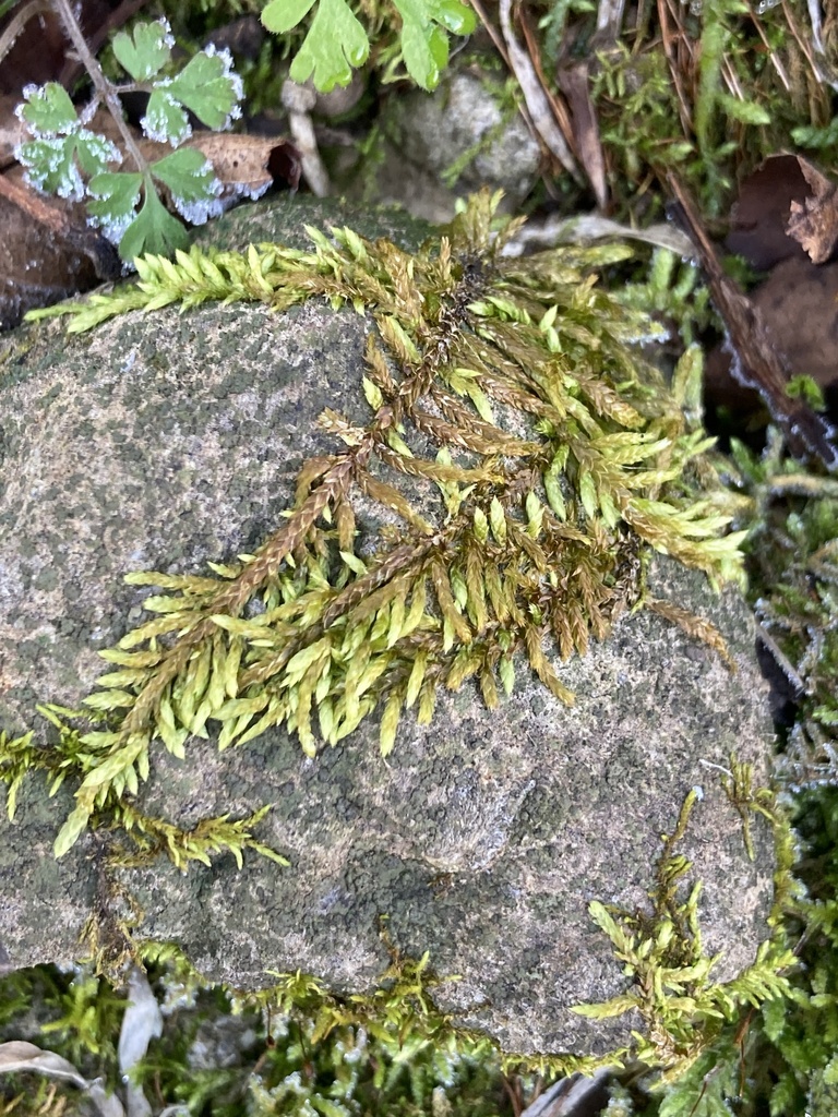 seductive entodon moss from Davidson County, US-TN, US on January 2 ...