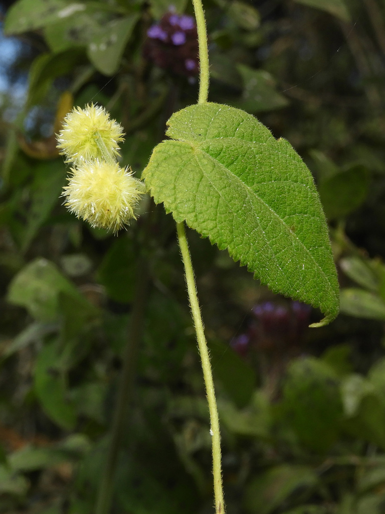 Cyathula from Nandi Hills, Kenya on January 9, 2023 at 11:55 AM by Mike ...