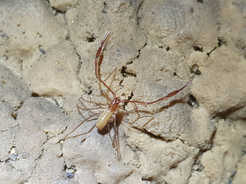 Neobisium stygium from 47242, Brebornica, Croatia on October 13, 2024 ...