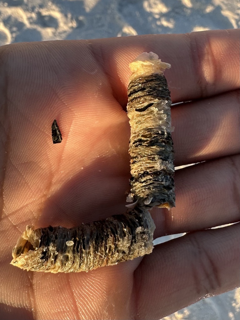 Plumed Worm from S Briland Ln, Inlet Beach, FL, US on January 02, 2025 ...