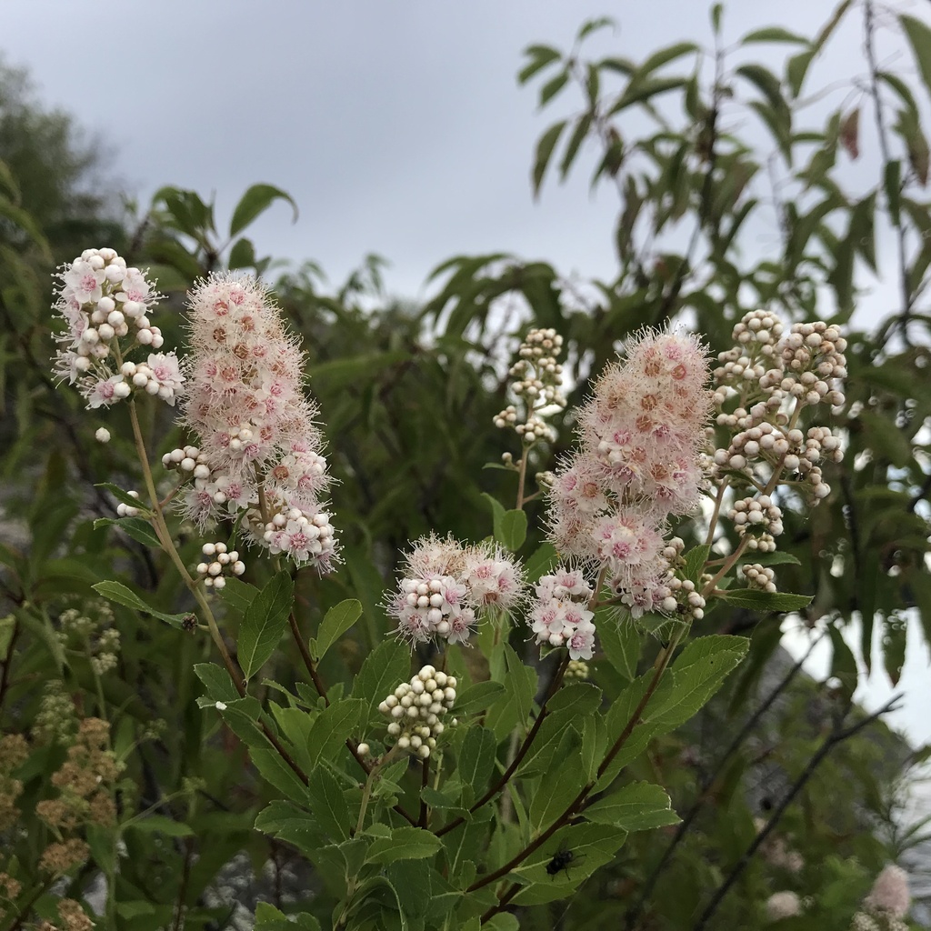 white meadowsweet from Parry Sound District, ON, Canada on August 15 ...